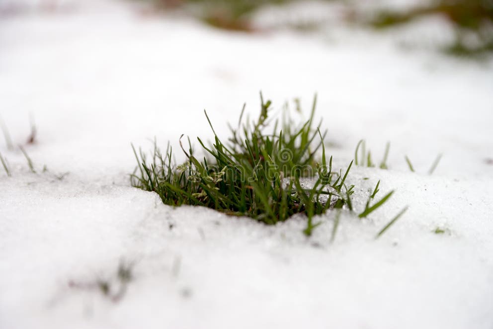 Winter stock image. Image of snowfall, frozen, covered - 70602197