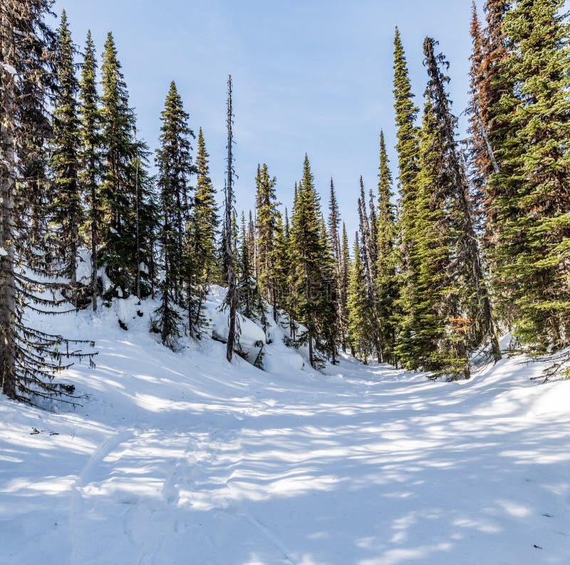 Winter Green Pine Forest Tall Trees Early Spring Snow on the Ground ...