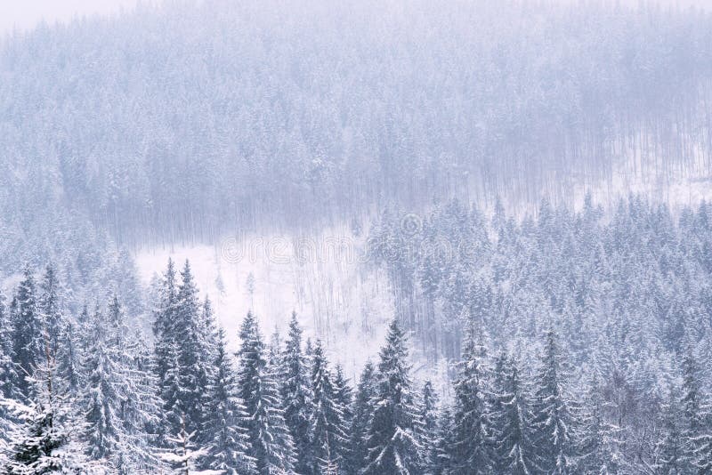 Winter Green Tree Covered with Snow. Stock Photo - Image of december ...