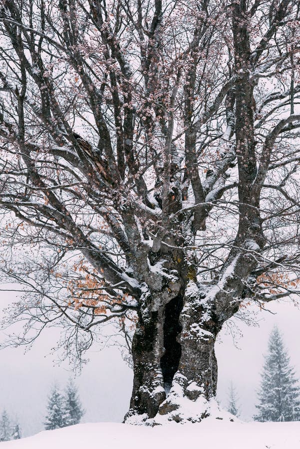 Winter Green Tree Covered with Snow. Stock Image - Image of evergreen ...