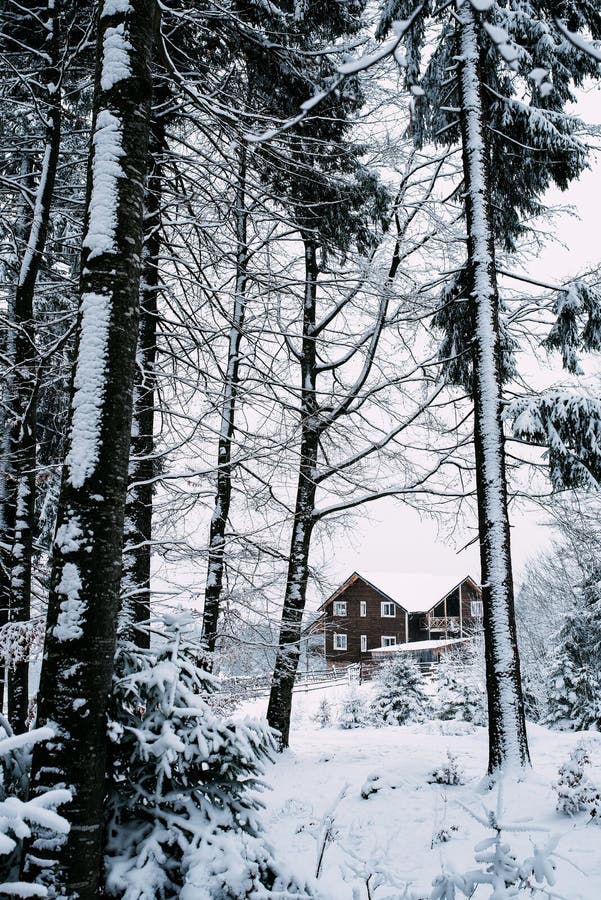 Winter Green Tree Covered with Snow. Stock Photo - Image of closeup ...