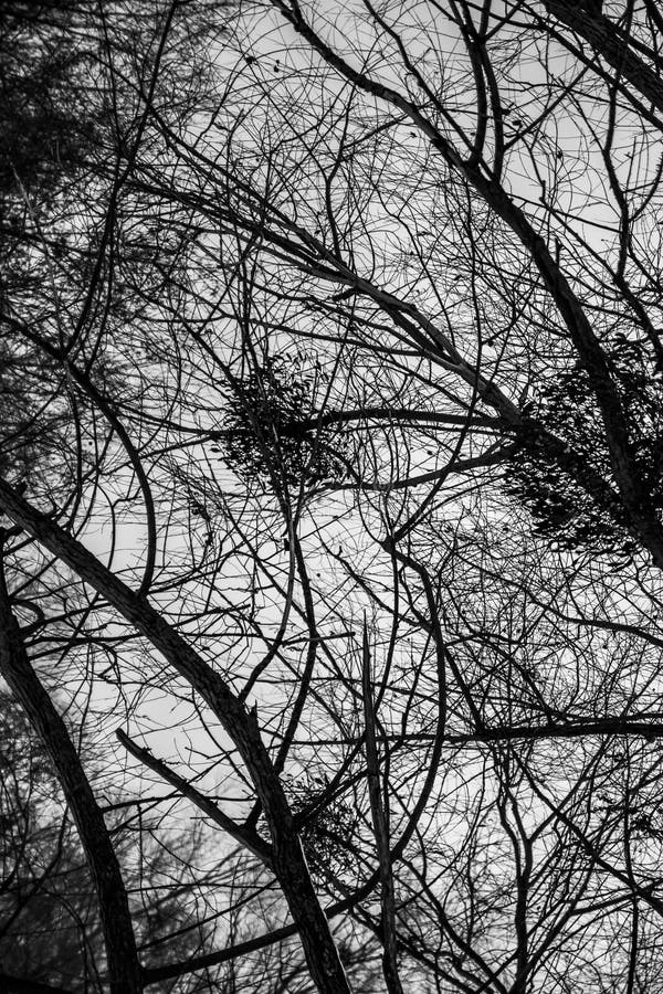 Winter Grey Sky and the Mistletoe on the Tree Stock Image - Image of ...