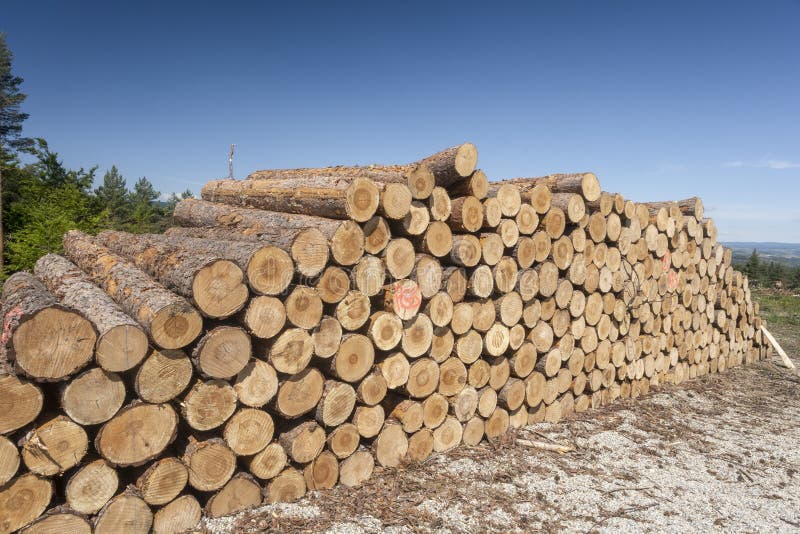 Stack of Pine Logs Ready for Transport Stock Image - Image of ready ...