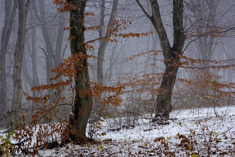 Two Leafy Trees in the Cold Forest Stock Photo - Image of wildlife ...