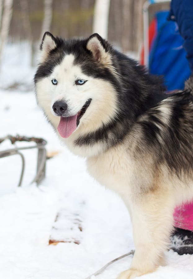 Haski dog stock photo. Image of young, siberian, yawning - 30180604