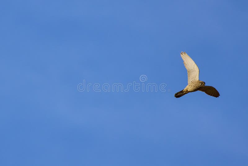 The Winter Hawk in Flight in the Blue Sky. Stock Image - Image of ...