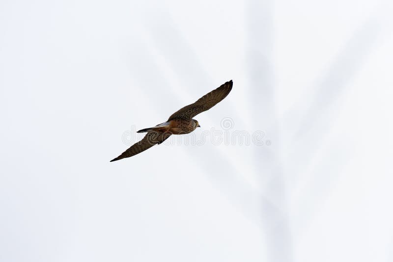 The Winter Hawk in Flight in the Blue Sky Stock Image - Image of ...