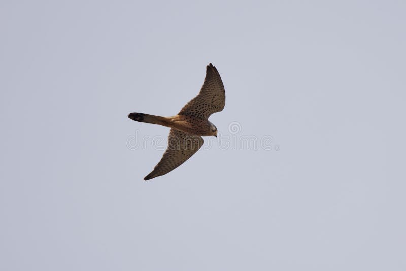 The Winter Hawk in Flight in the Blue Sky Stock Photo - Image of nature ...