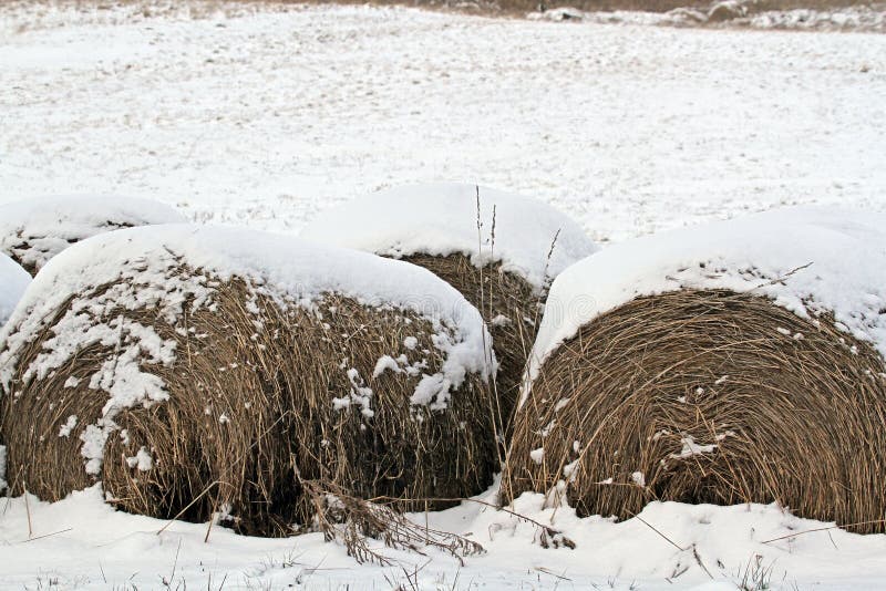 Winter Hay stock photo. Image of white, winter, frigid - 29370938
