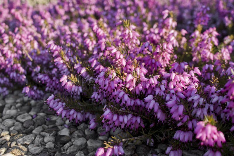 Winter Heather, Snow Heath, Spring Heather Stock Photo - Image of april ...