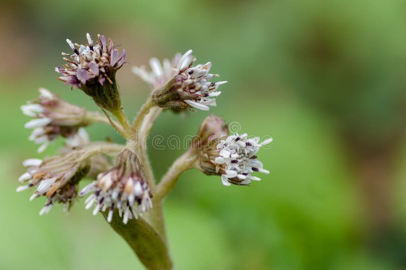 Winter heliotrope stock photo. Image of spring, flower - 49444504