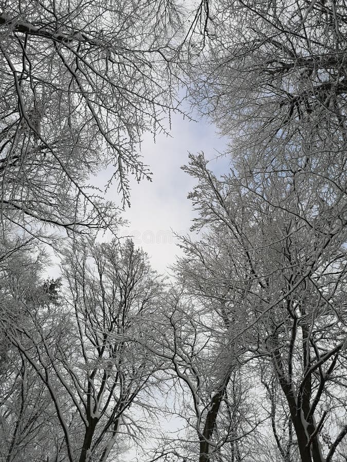 Winter High Snowy Trees from Bottom View Stock Image - Image of trees ...