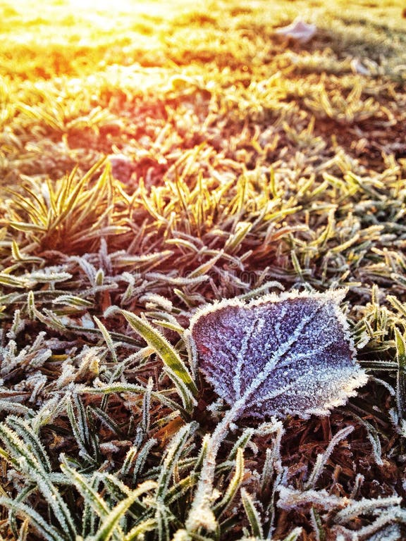 Winter hoar frost stock image. Image of soft, leaf, winter - 35693681