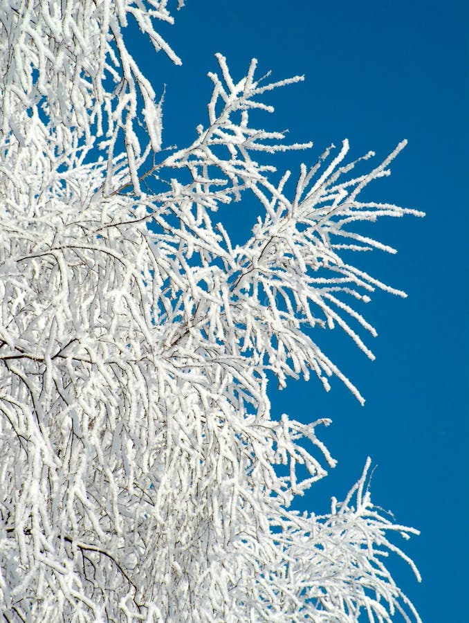 Winter hoar-frost on tree stock photo. Image of russia - 375170