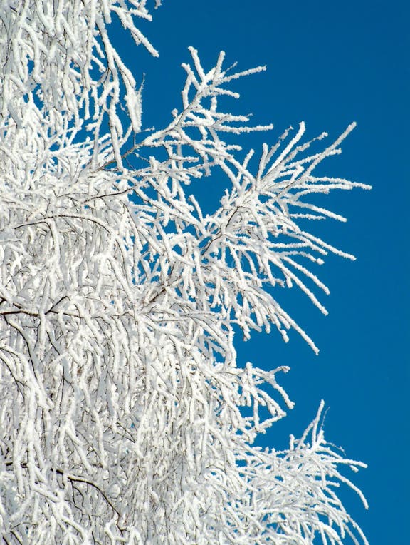 Winter hoar-frost on tree stock photo. Image of russia - 375170