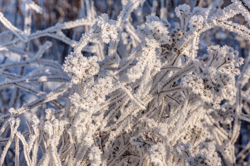 Winter hoarfrost close up stock photo. Image of temperature - 62161574