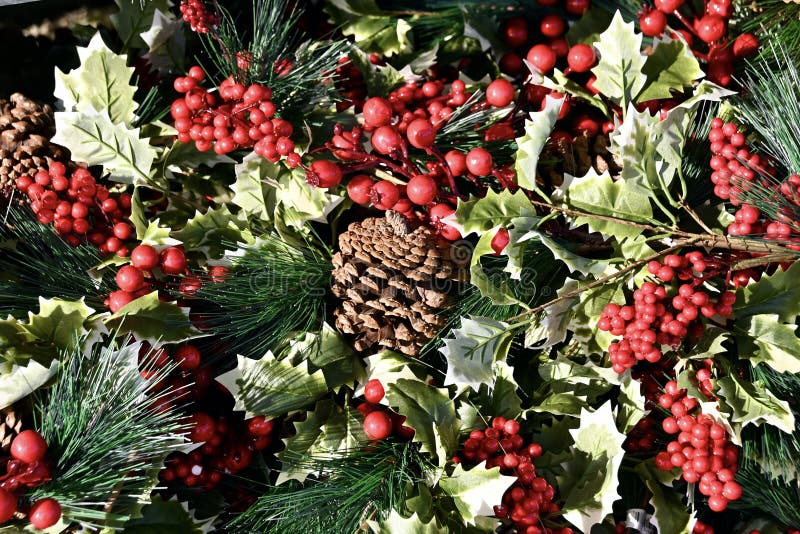 Winter Holly and Pine stock photo. Image of holly, cones - 206965128