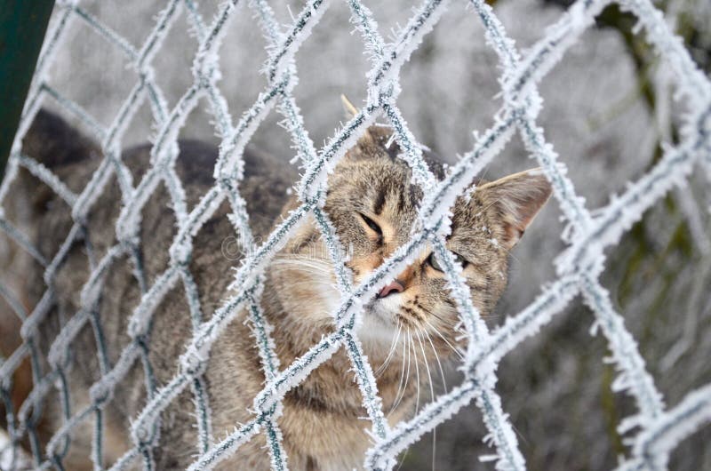 Winter homeless cat stock illustration. Illustration of alone - 352335811