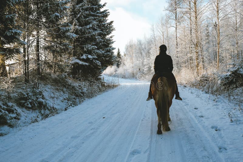 Winter horse riding stock photo. Image of winter, forest - 108619792