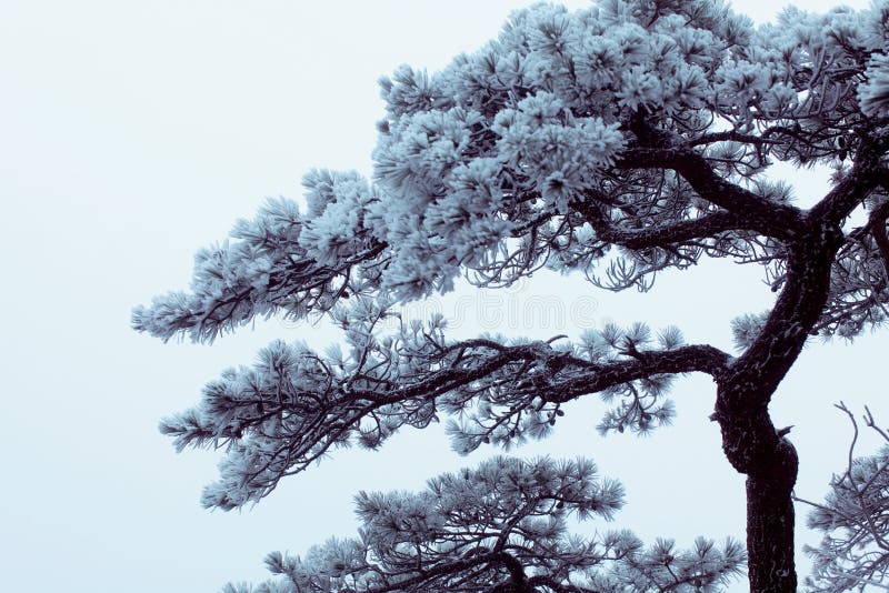 Winter Huangshan - Freezing Tree Stock Photo - Image of abstract ...