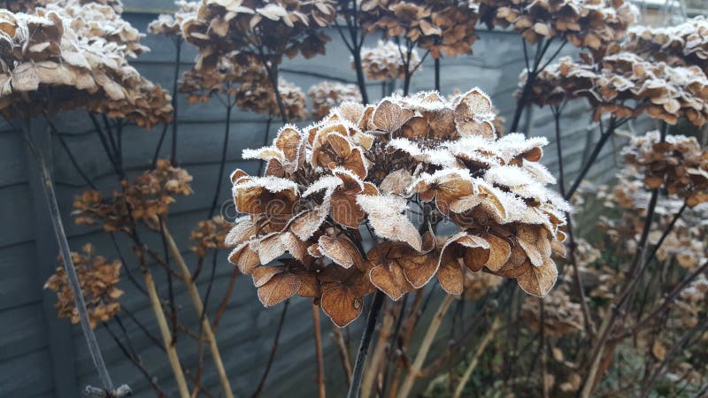 Hydrangea stock photo. Image of nature, plant, trunk - 302450204