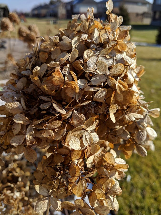 Winter Hydrangeas stock photo. Image of nature, flower - 135715078