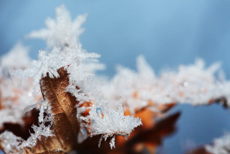 Winter ice leaf stock photo. Image of icing, water, glaze - 4145554