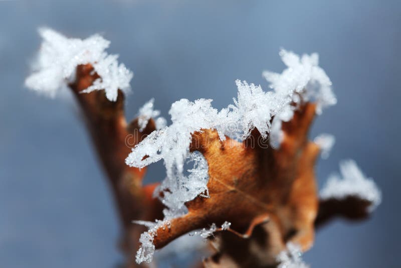 Winter ice leaf detail stock image. Image of icicle, crystal - 3965333