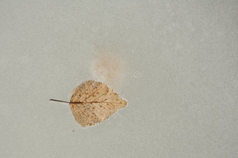 Winter Ice Plan . Autumn Birch Leaf, of Course, Froze in the Water ...