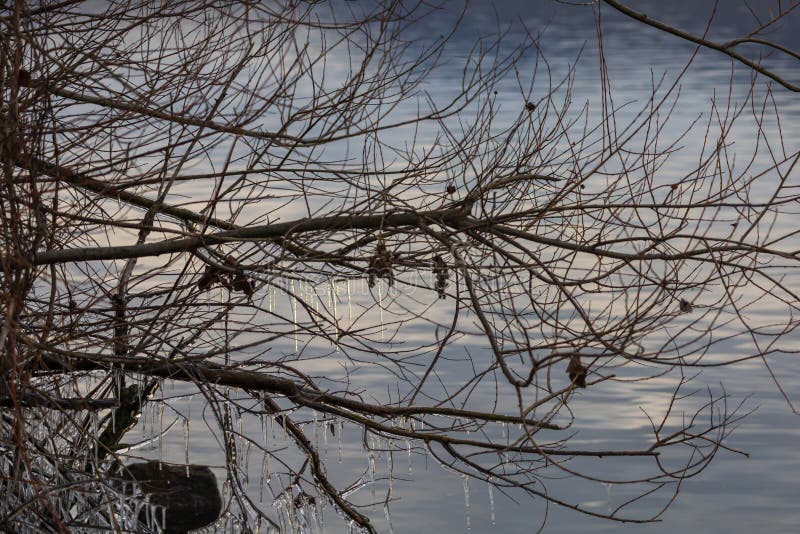 Winter Ice Season. Tree Branches and Plants Covered with Ice Stock ...