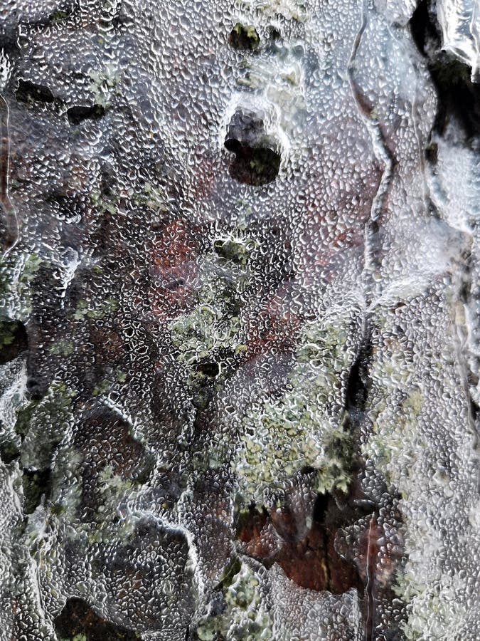 Winter Ice Storm - the Trees Bark is Covered with Ice. Stock Image ...