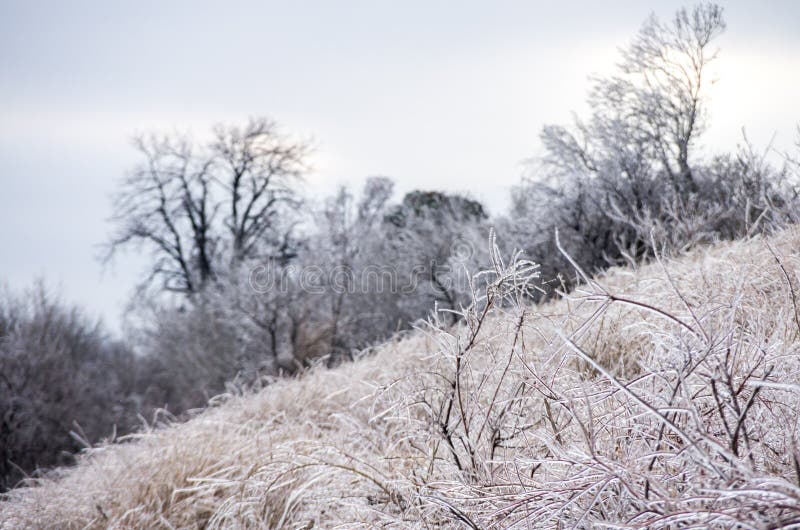 Hoar frost on bush stock photo. Image of park, shrubs - 37246850