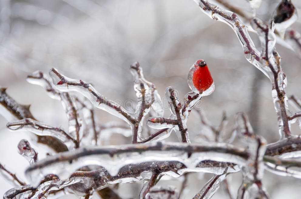 Winter frozen rosehip bush stock image. Image of aesthetic - 37246983