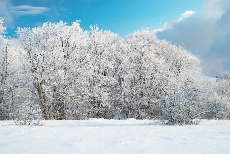 Winter icy forest stock photo. Image of scene, landscape - 8310784