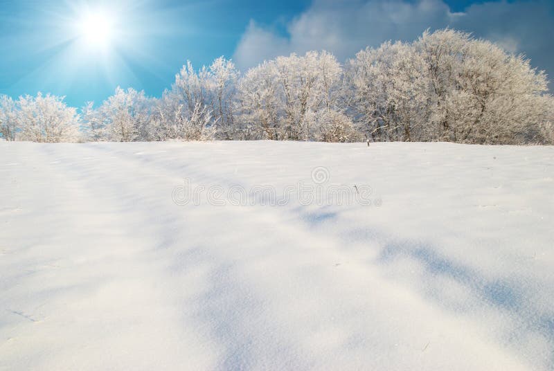 Winter icy forest stock photo. Image of pine, bright - 44773262