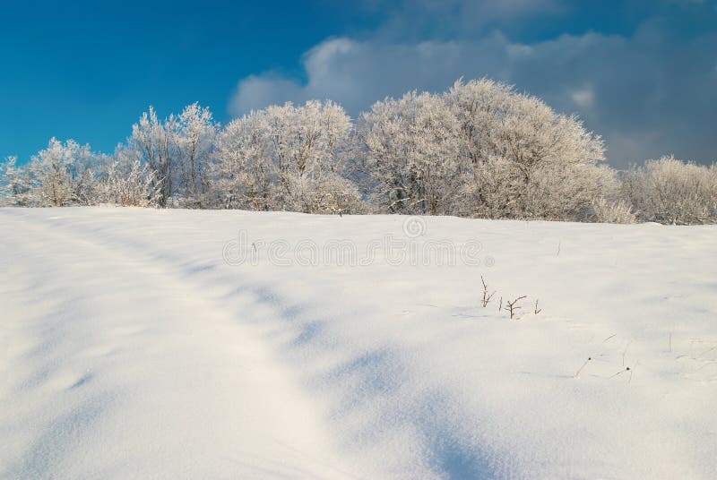 Winter icy forest stock image. Image of beauty, holiday - 44774383