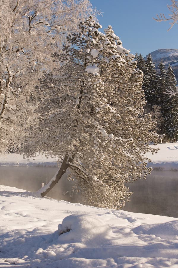 Winter idyll stock image. Image of plant, bavaria, abstract - 50245233
