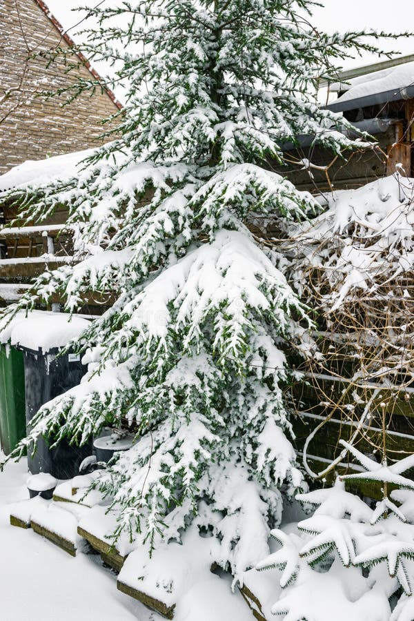 Cedar Tree Covered with Fresh Snow Stock Image - Image of green ...