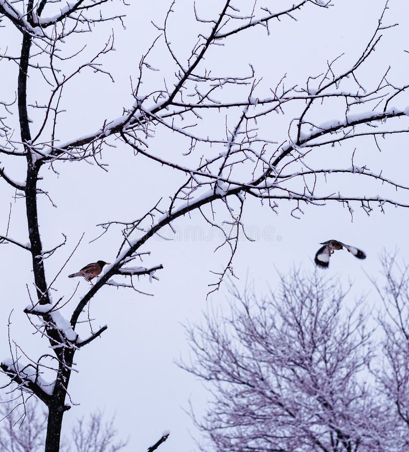 329 Tree Flying Away Birds Stock Photos - Free & Royalty-Free Stock ...