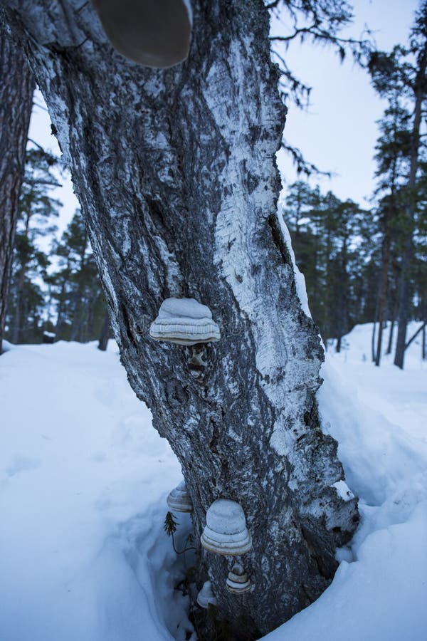 Winter in Inari Lake, Lapland, Finland Stock Image - Image of northern ...