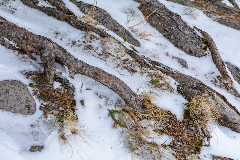 Winter Interesting Scenery. Tree Roots Background and Dry Grass Stock ...