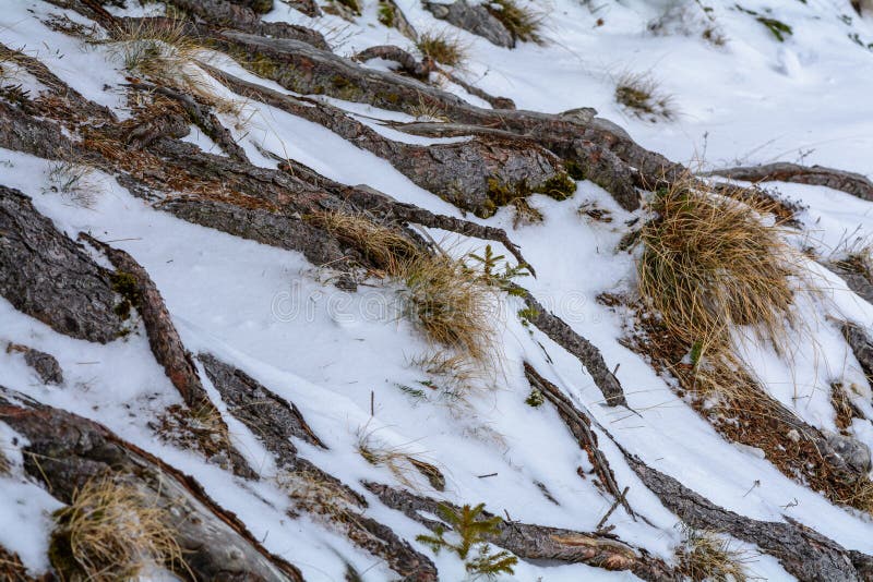 Winter Interesting Scenery. Tree Roots Background and Dry Grass Stock ...