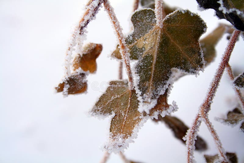 Winter ivy stock photo. Image of plants, leaf, frost, dormant - 617964