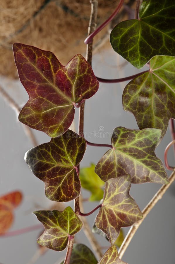 Winter Ivy Leaves with Purple Colour. Stock Image - Image of veins ...