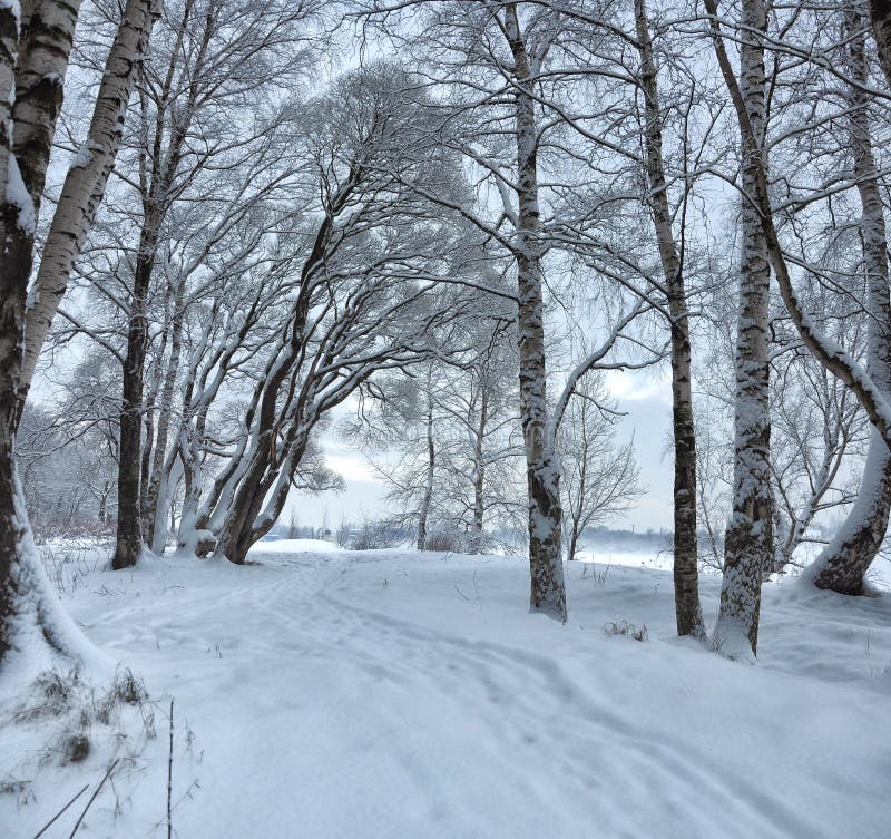 January Morning in the City Park Stock Image - Image of forest, rural ...