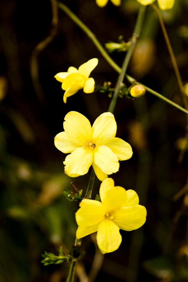 Winter jasmine flowers stock image. Image of nature, summer - 4547313