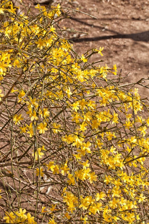 Winter jasmine stock photo. Image of plant, jasmine - 215505106