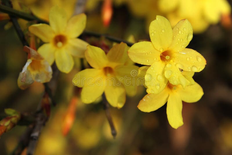 Winter jasmine stock photo. Image of plant, jasmine - 215505106