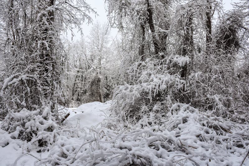 Winter Jungle stock photo. Image of cold, woods, trees - 52096530