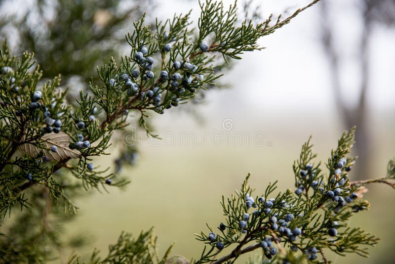 263 Eastern Red Cedar Tree Stock Photos - Free & Royalty-Free Stock ...